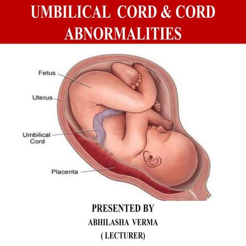 Difference Between Placenta And Umbilical Cord