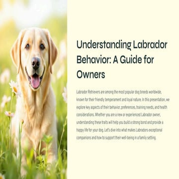 Understanding Labrador Behavior A Guide for Owners | PPT