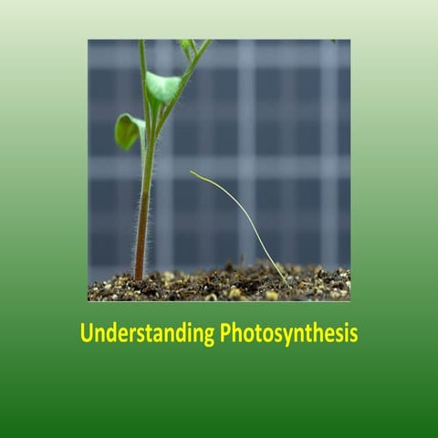 Understanding Photosynthesis3 | PPT