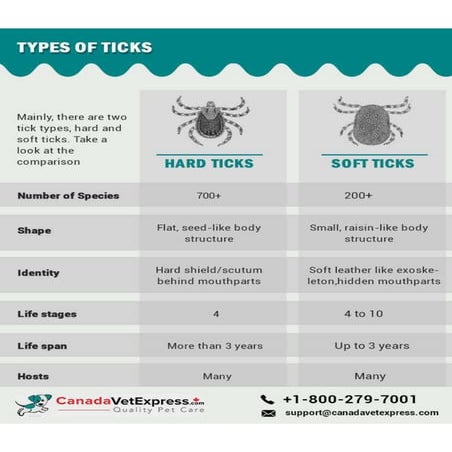 Understanding Different Types of Ticks - canadavetexpress.pdf