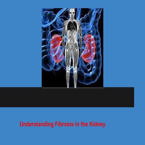 Understanding fibrosis in the kidney presentation | PPT