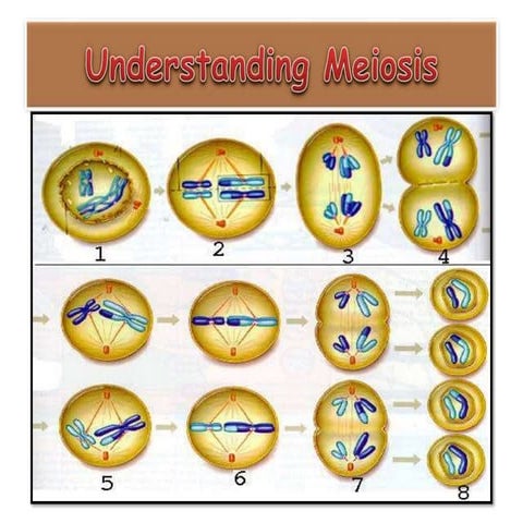 Meiosis 2 Drawing Vague Understanding Of Meiosis. (Student CMaj1, Only