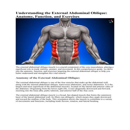 External Oblique Free Vectors | Muscles External Oblique