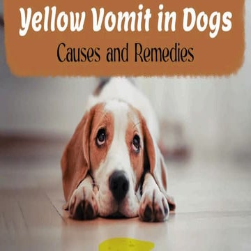 Understanding Yellow Vomit in Dogs Causes and Remedies.pdf