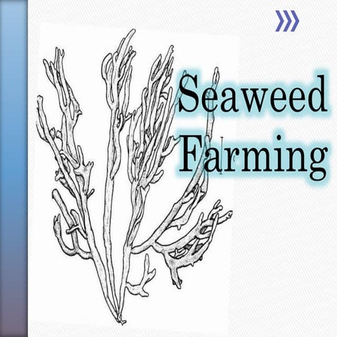 Classification of seaweed | PPTX