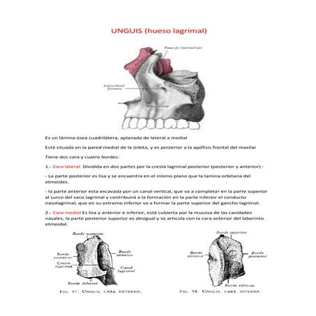 Unguis | DOCX