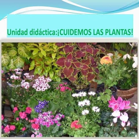 Unidad didáctica de las Plantas. | PDF