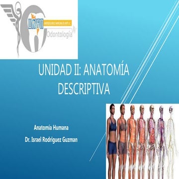 Anatomía Descriptiva | PPTX