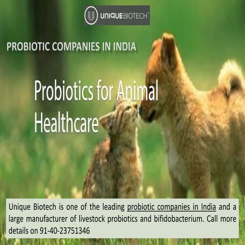 Cattle Probiotics | Probiotics for Pets | Probiotic Supplement for ...