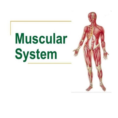 UNIT- 14 THE MUSCULAR SYSTEM.ANATOMY ptx | PPT