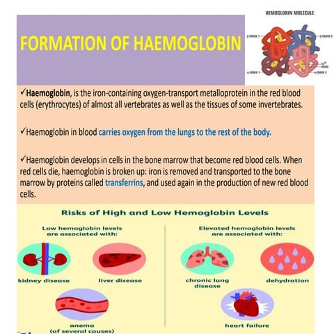 Formation of heamoglobin / B.pharmacy 2 semester | PPTX