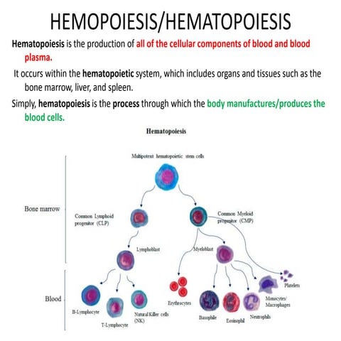 Hemopoiesis B.pharmacy 2 semester | PPTX