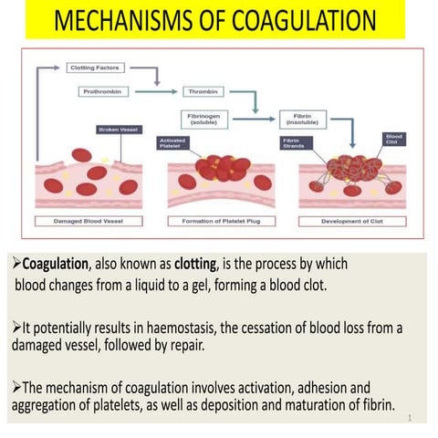 Mechanisms of coagulation B.pharmacy 2 semester | PPTX