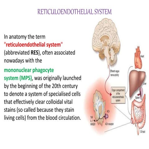 Reticuloendothelial System | PPTX
