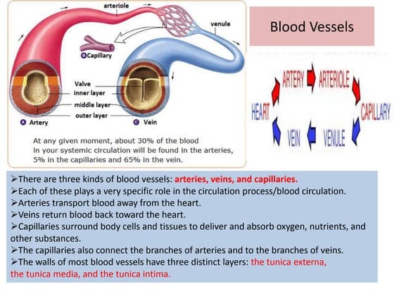 Blood vessels: Arteries, Veins and Capillaries | PPTX