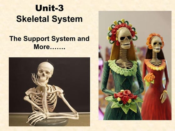 Skeletal System ---------- 6th grade.pptx