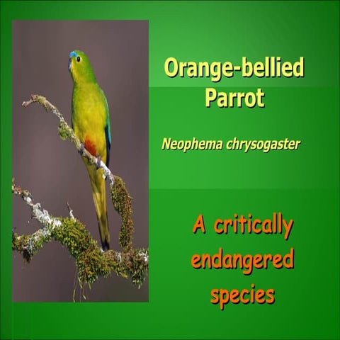 Unit 3: Orange Bellied Parrot | PPT