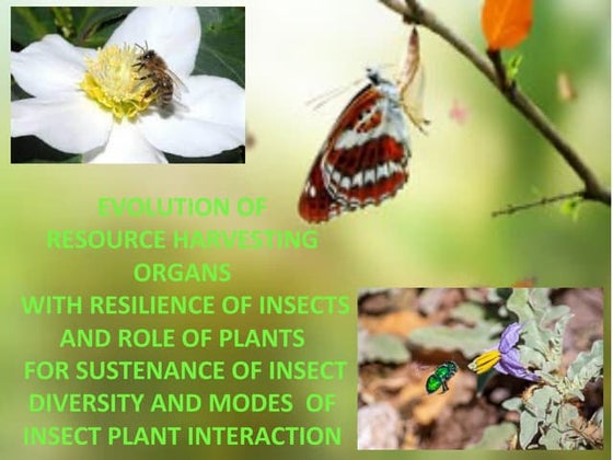 Phytophagous insect and their host finding mechanism | PPTX