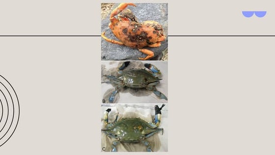 Fish health management in aquaculture | PDF