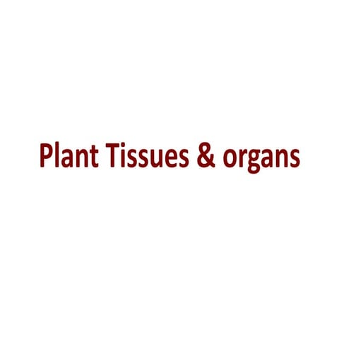 Xylem and phloem lesson 2 | PPT