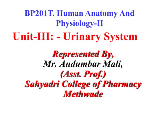 Excretory system in Human (Class 10) | PPTX