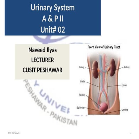 Cow´s kidney dissection | PDF