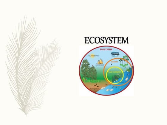 ECOSYSTEM power point presentation download | PPT
