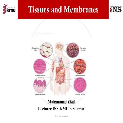Unit # 03 Part B Tissues & Membranes Insta . husain.z.kmu.pptx ...