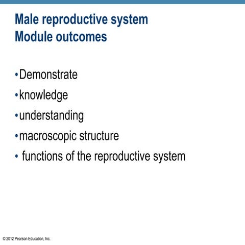 Male Reproductive Anatomy - Univ. of Winsconsin (Madison) | PPT