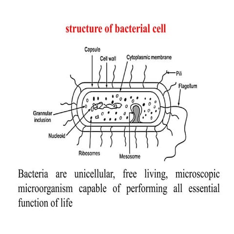 Bacteria structure and function | PPTX