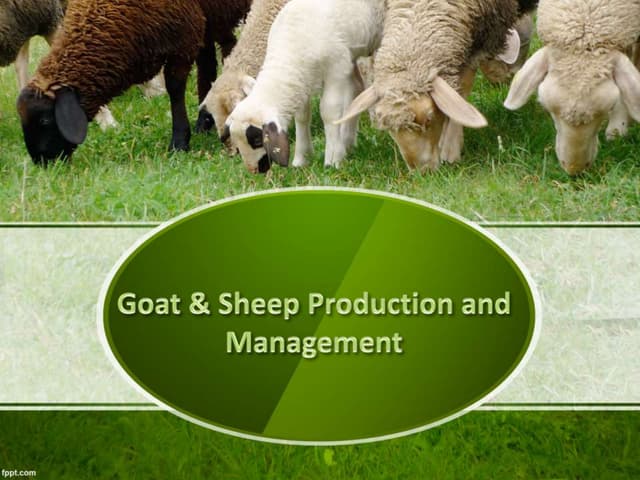 THE GENERAL BREEDS OF GOATS ARE ALL BREEDS | PPTX