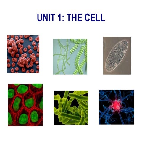 Unit1 the cell | PDF