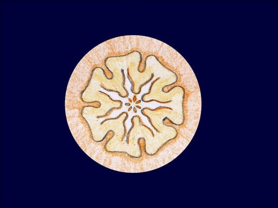 Voorbeelden/Examples | DOC