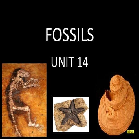 Unit 14 fossils | PPT