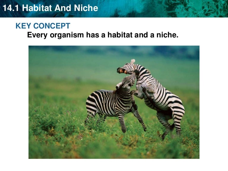 Habitats Niches And Species Interactions at Willie Simpson blog