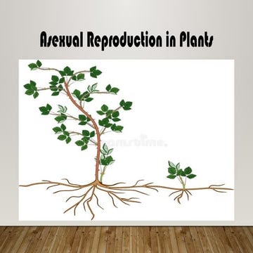 Unit 17 Perpetuation ofrhrhfh Life 1.pptx