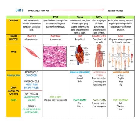 Unit 1 from simplest structure to more complex | DOCX