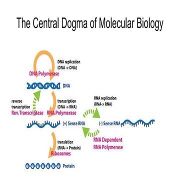 Central Dogma of Cell and Molecular Biology | PPTX