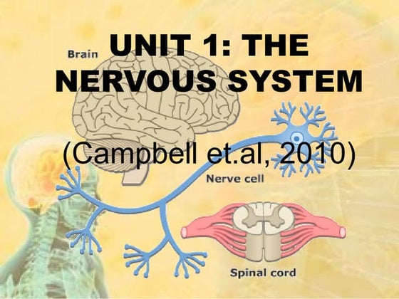 Introduction to the nervous system | PPTX | Brain and Nervous System ...