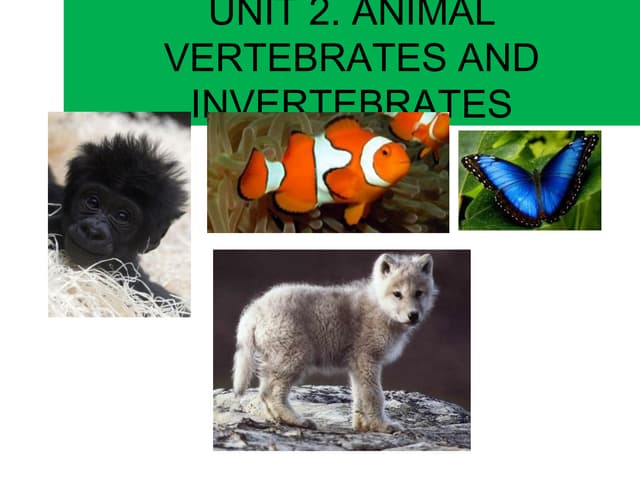 Vertebrates and invertebrates animals | PPTX