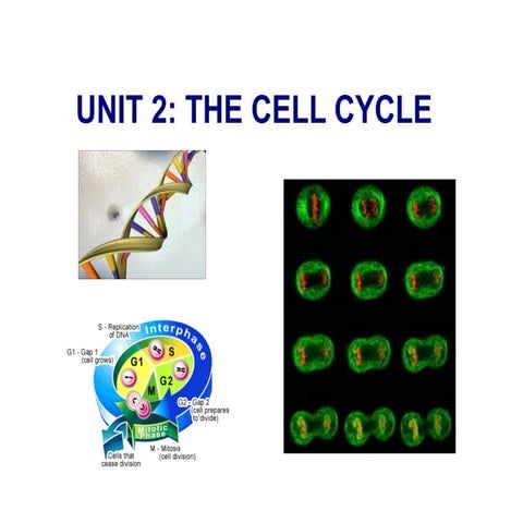 Unit2 cell cycle | PPT