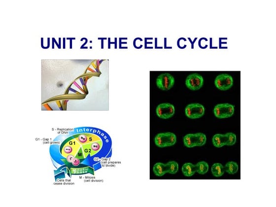 Cell Cycle and Cell Division | PPTX | Biological Sciences | Science