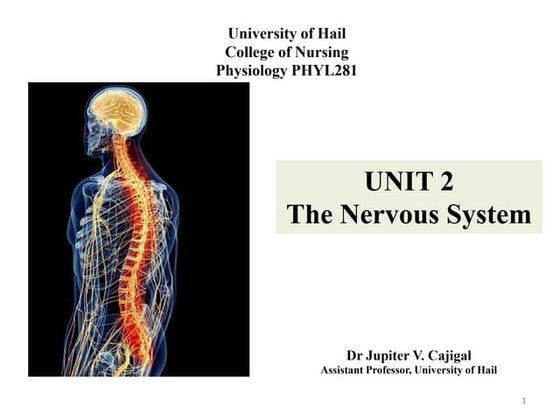 Peripheral Nervous System | PPT