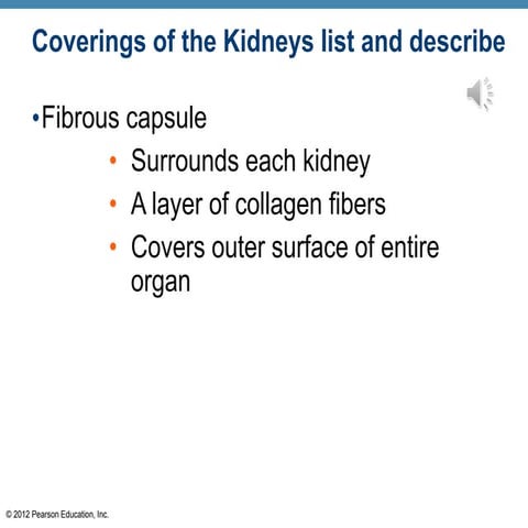 human anatomy Unit 2 - structure kidney.pdf