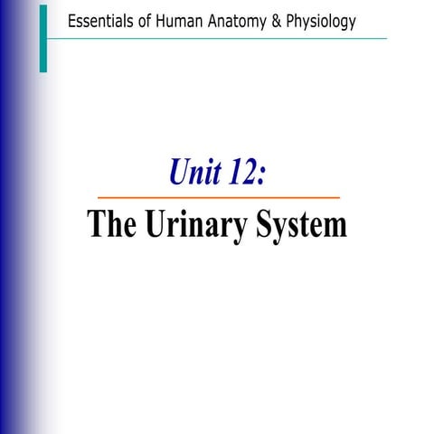 Unit_20_Urinary_System_Notes.pptx