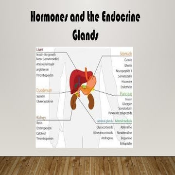 Endocrine System Anatomy | PPTX