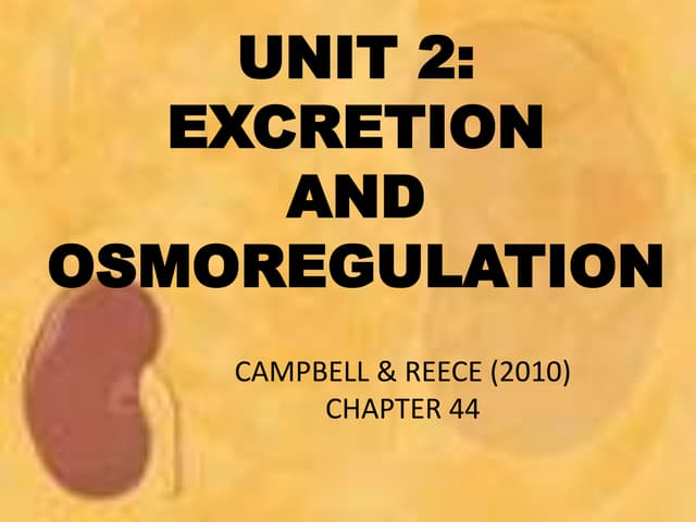 Excretion Ppt | PPT
