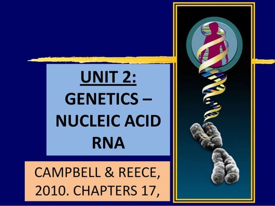 NUCLEIC ACIDS: THE RNA DOCUMENT | DOCX | Genetics | Science