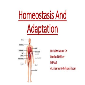 Homeostasis In Humans Diagram