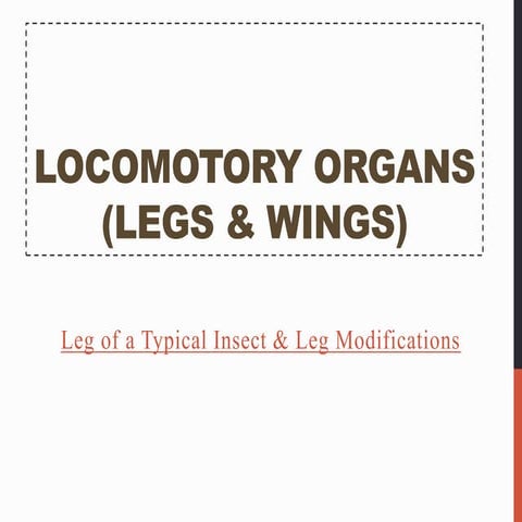 Different Types of Leg Structures in Insects | PPTX